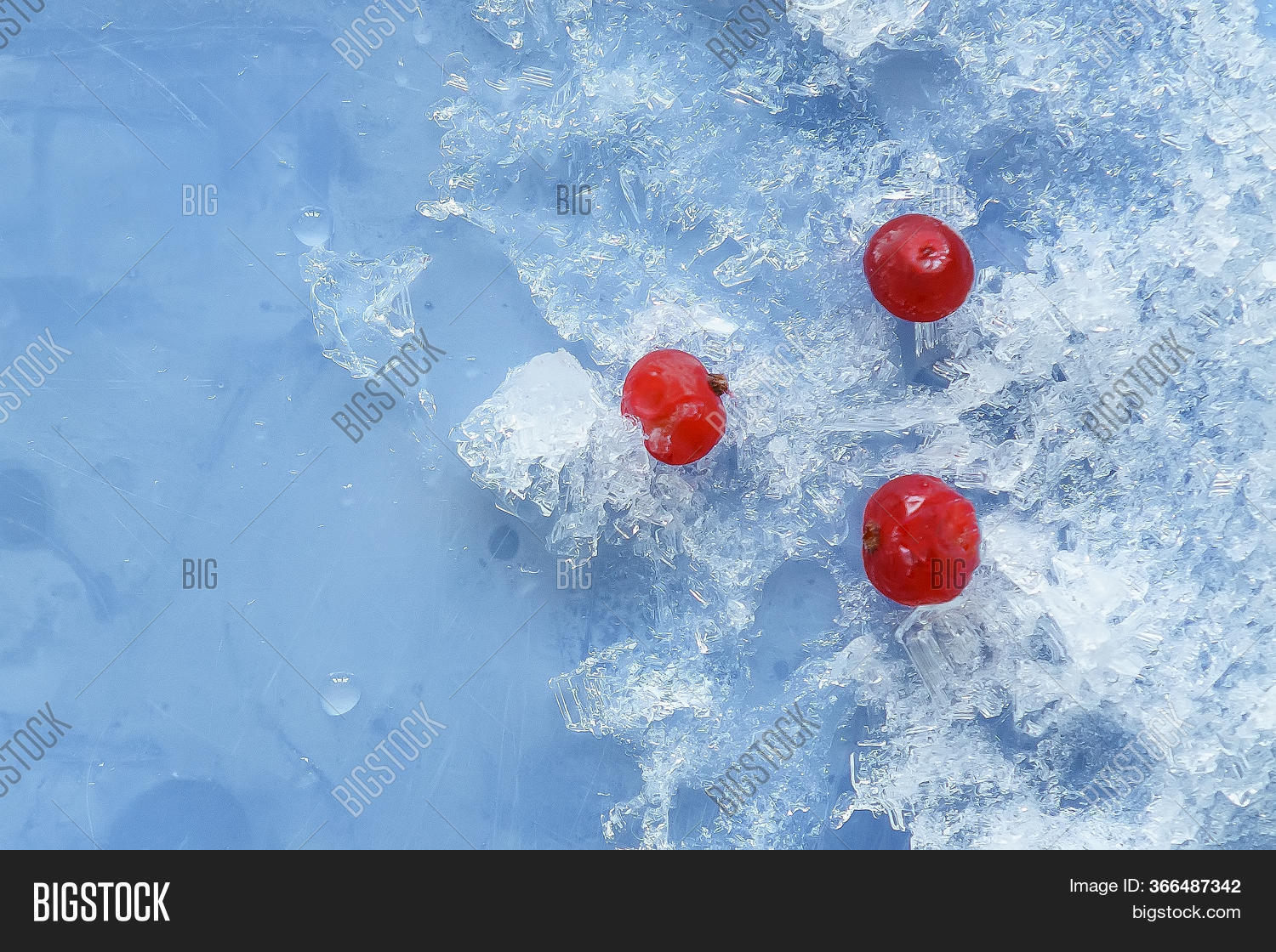 Three Red Berries On Image & Photo (Free Trial) | Bigstock