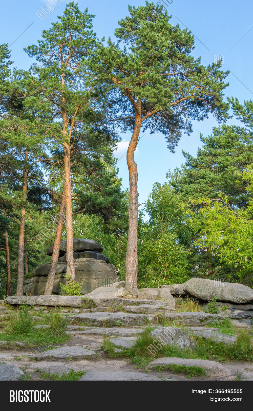 Pine Trees On Granite Image & Photo (Free Trial) | Bigstock