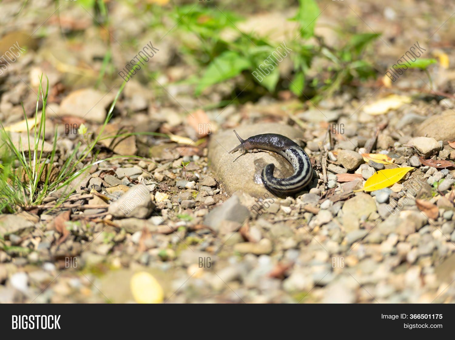 Snail Without Shell. Image & Photo (Free Trial) | Bigstock