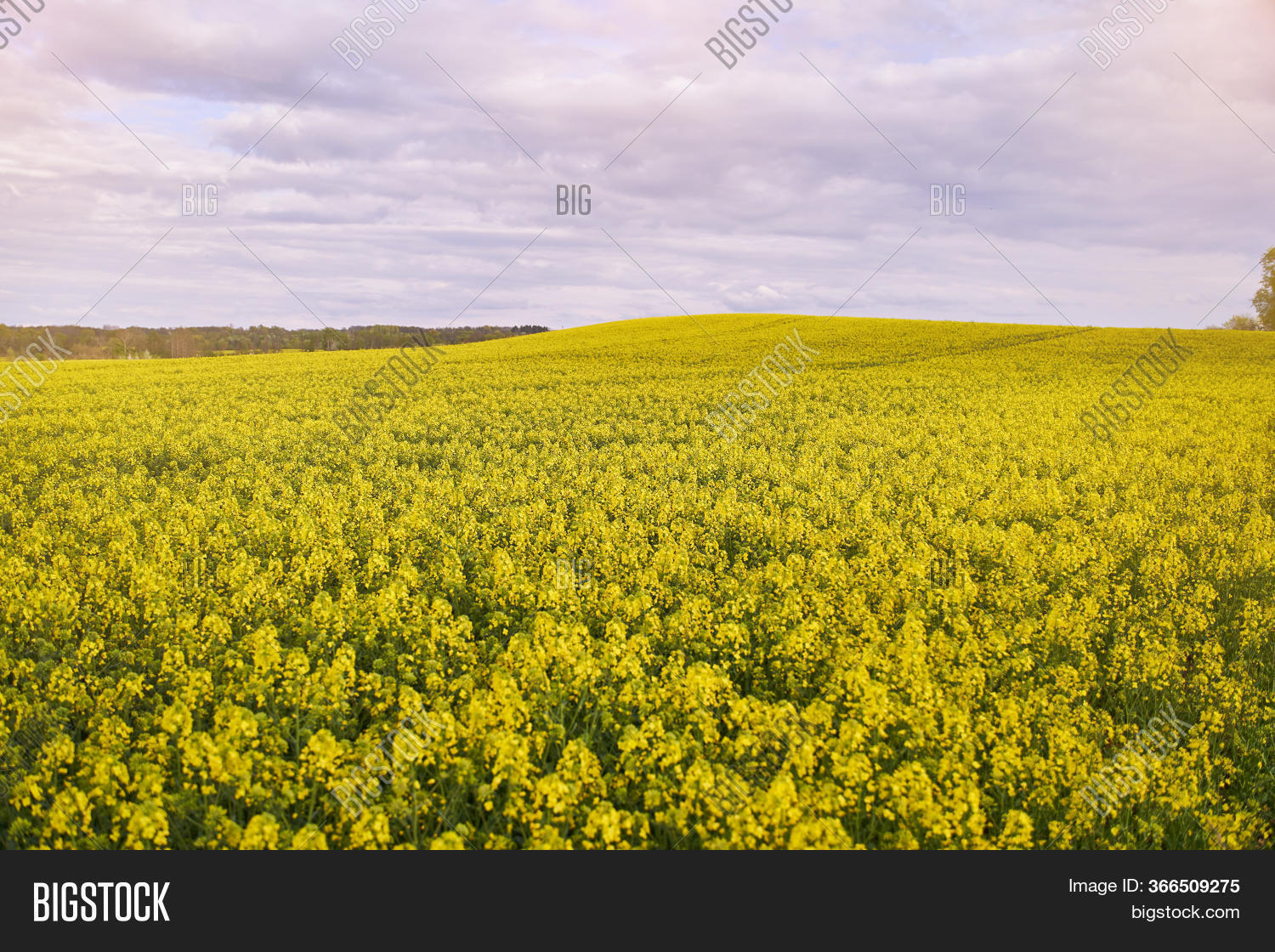 Yellow Rapeseed Image & Photo (Free Trial) | Bigstock