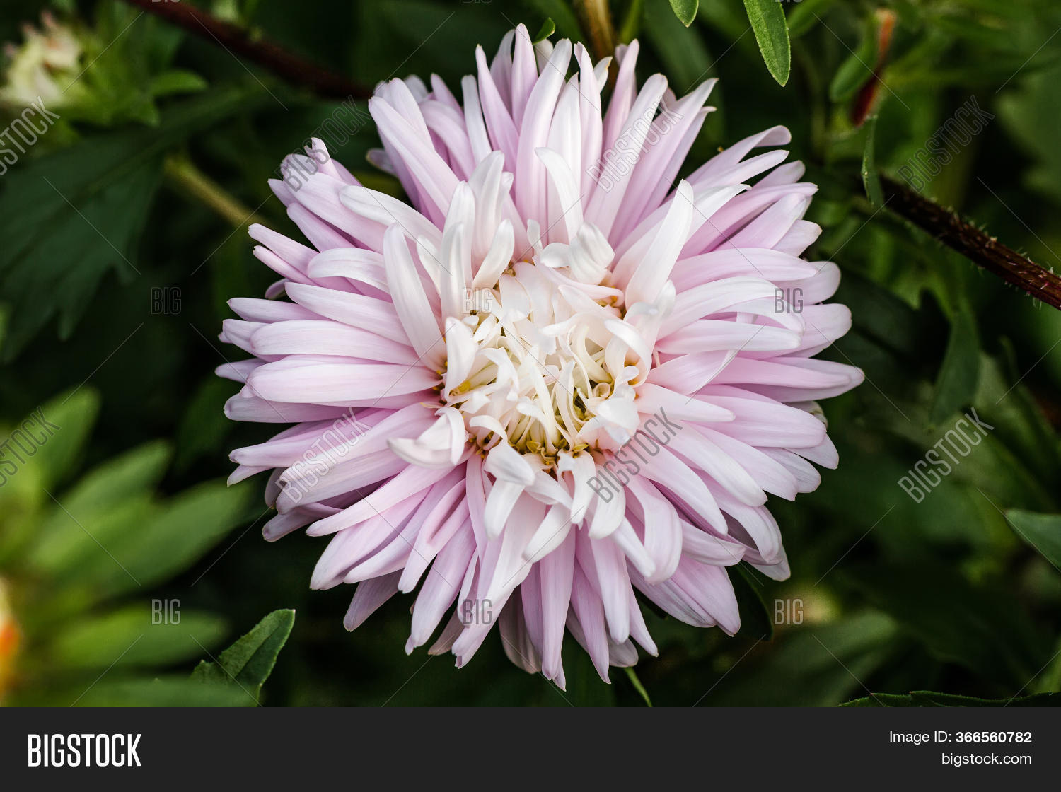 Delicate Pink Aster Image & Photo (Free Trial) | Bigstock