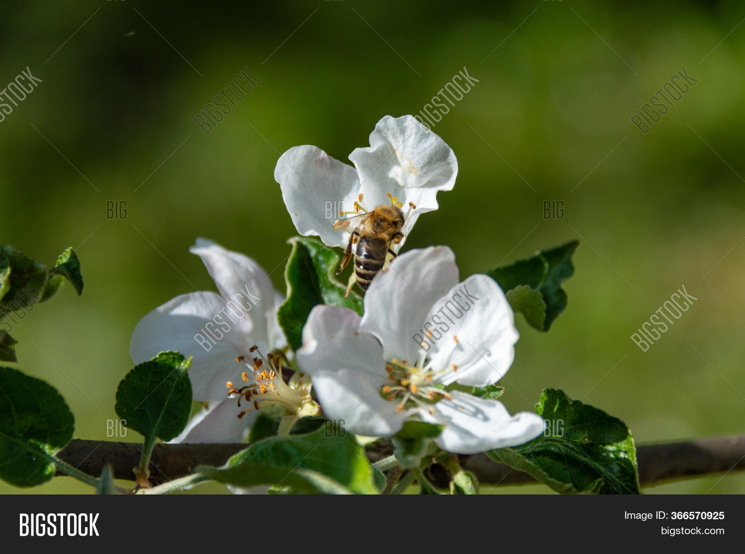 Bee Apple Flower Image & Photo (Free Trial) | Bigstock