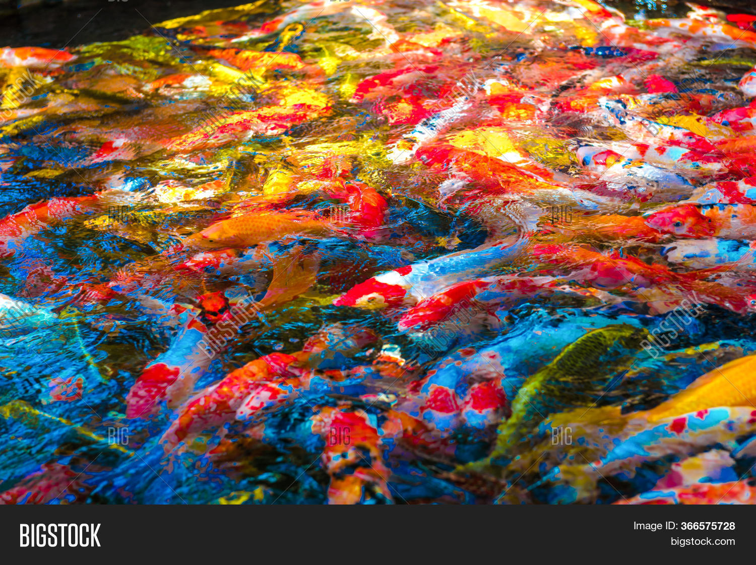 Multi-colored Koi Fish Image & Photo (Free Trial) | Bigstock