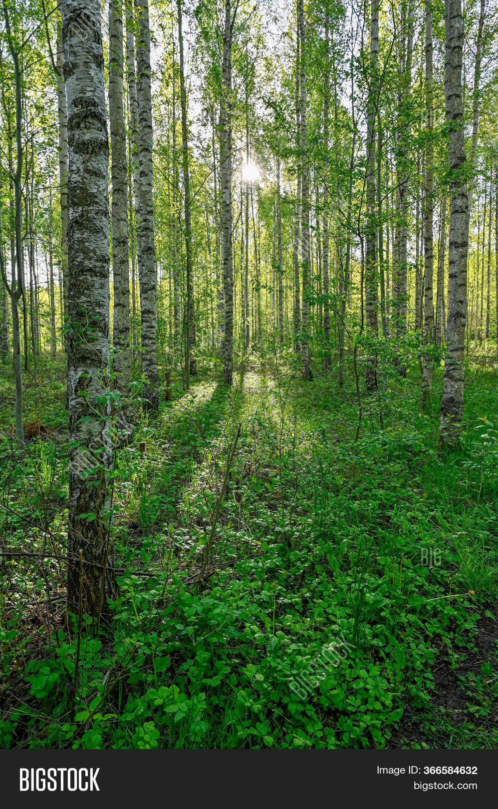 White Tree Trunks Image & Photo (Free Trial) | Bigstock