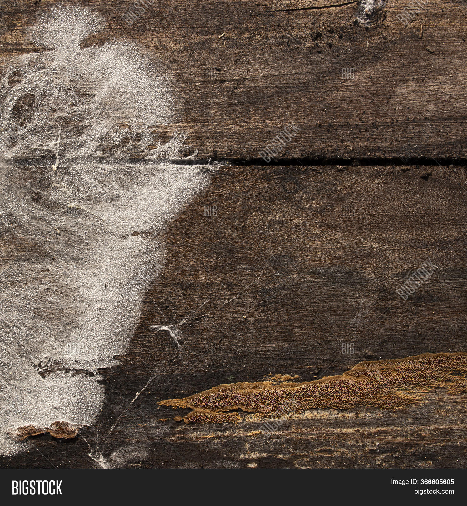 White Mold Dew Drops Image & Photo (Free Trial) | Bigstock