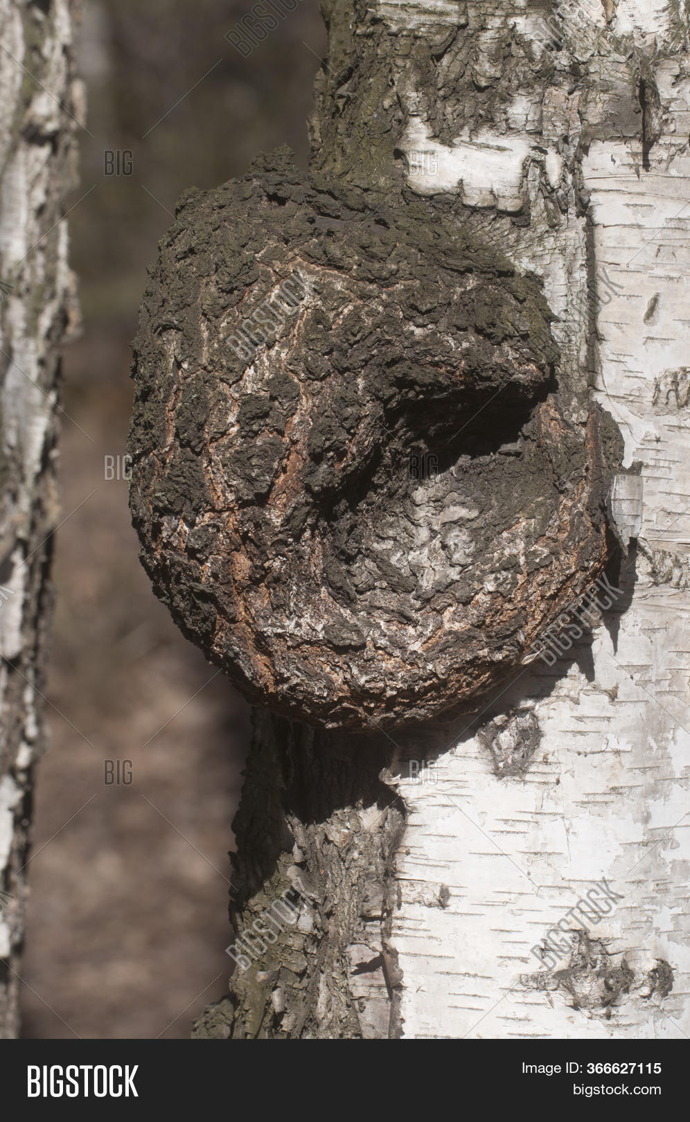 Burl On Birch Tree Image & Photo (Free Trial) | Bigstock