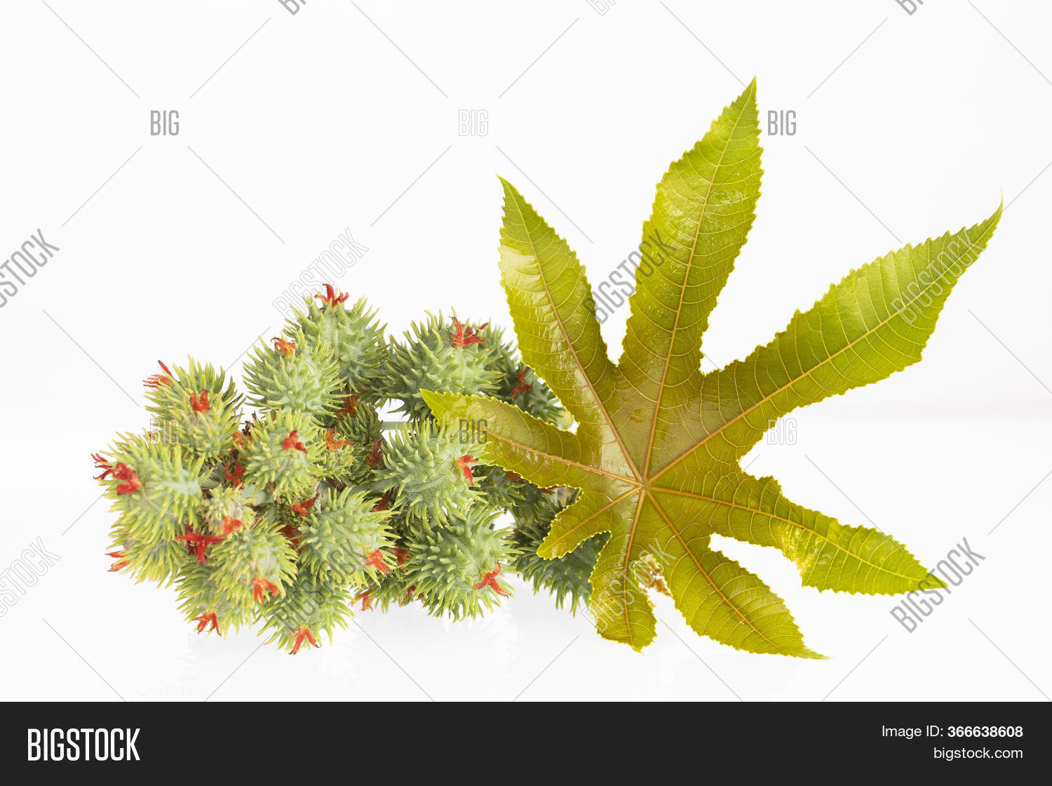 Castor Seeds, Castor Image & Photo (Free Trial) | Bigstock