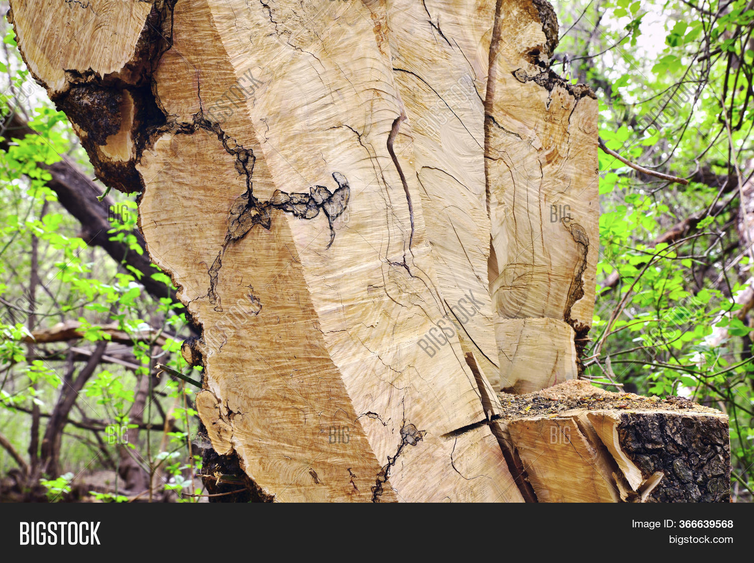 Sawn Chopped Tree Image & Photo (Free Trial) | Bigstock