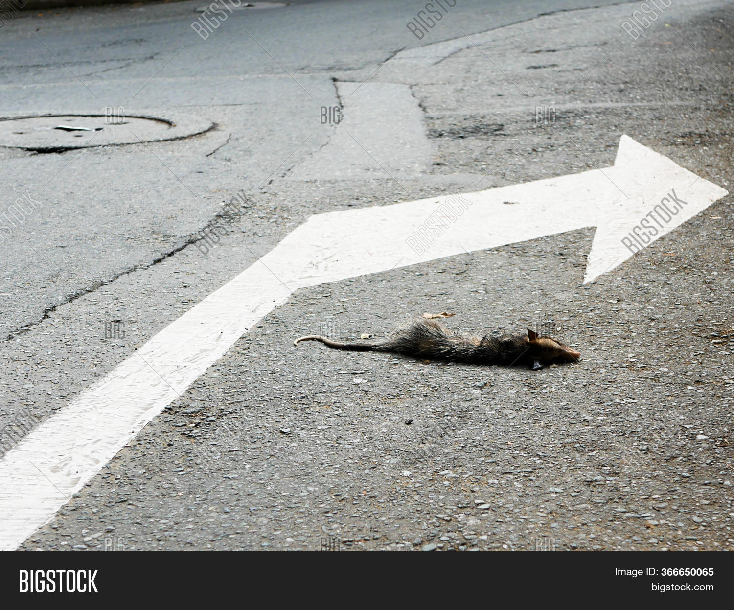 Body Dead Possum Image & Photo (Free Trial) | Bigstock