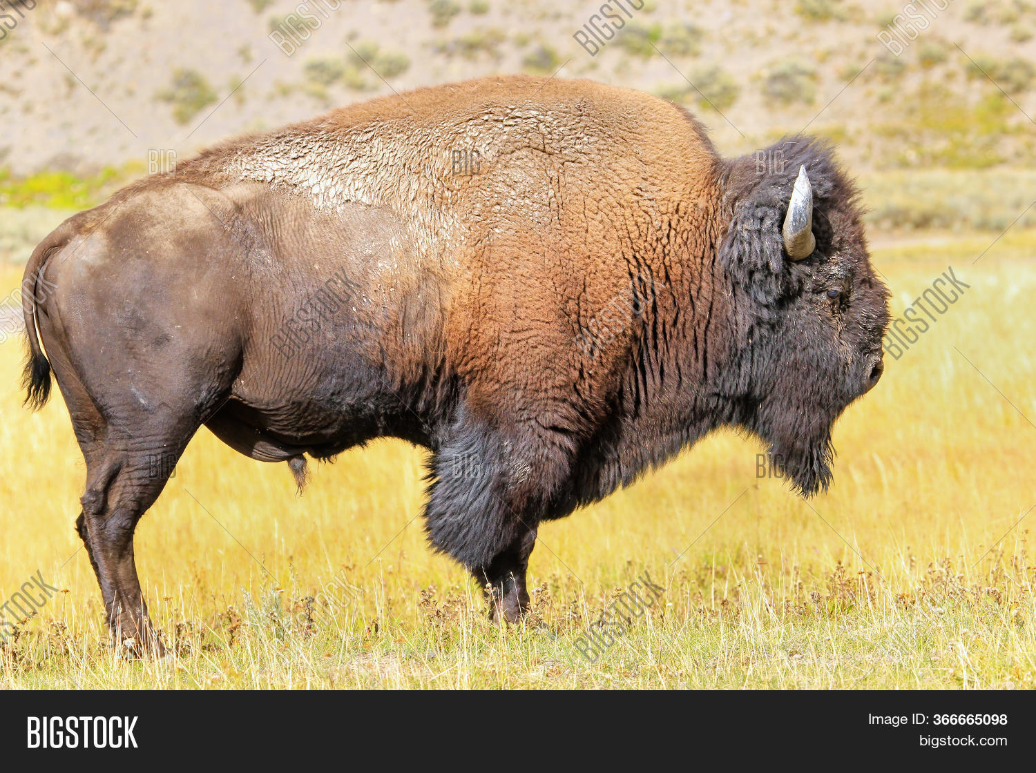 Male Bison Standing Image & Photo (Free Trial) | Bigstock