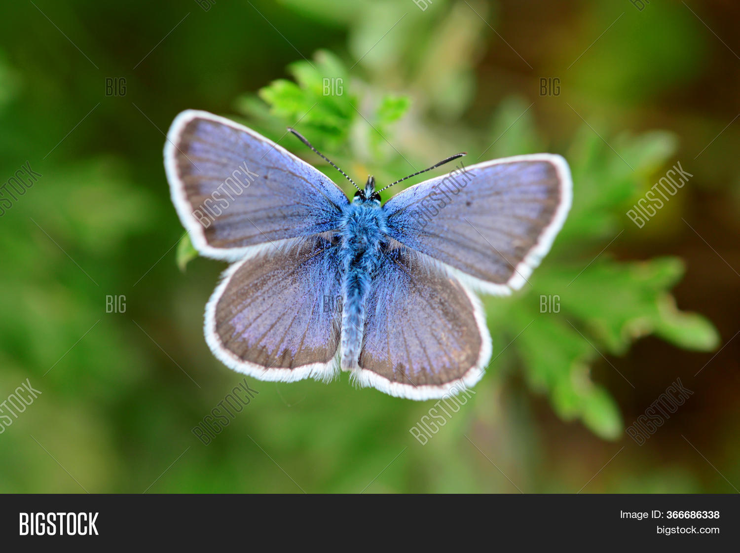 Common Blue Butterfly Image & Photo (Free Trial) | Bigstock