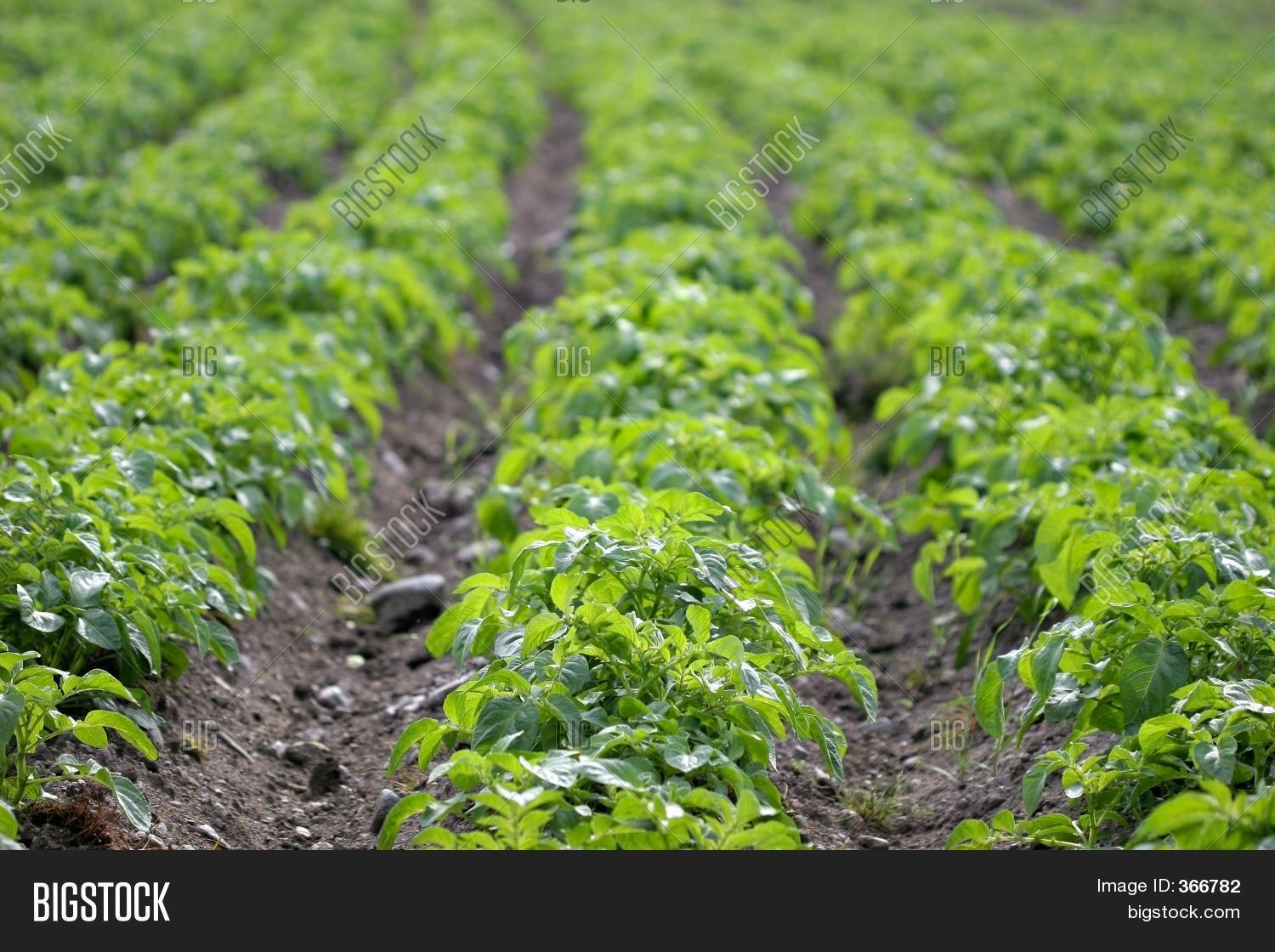 Potato Rows Image & Photo (Free Trial) | Bigstock