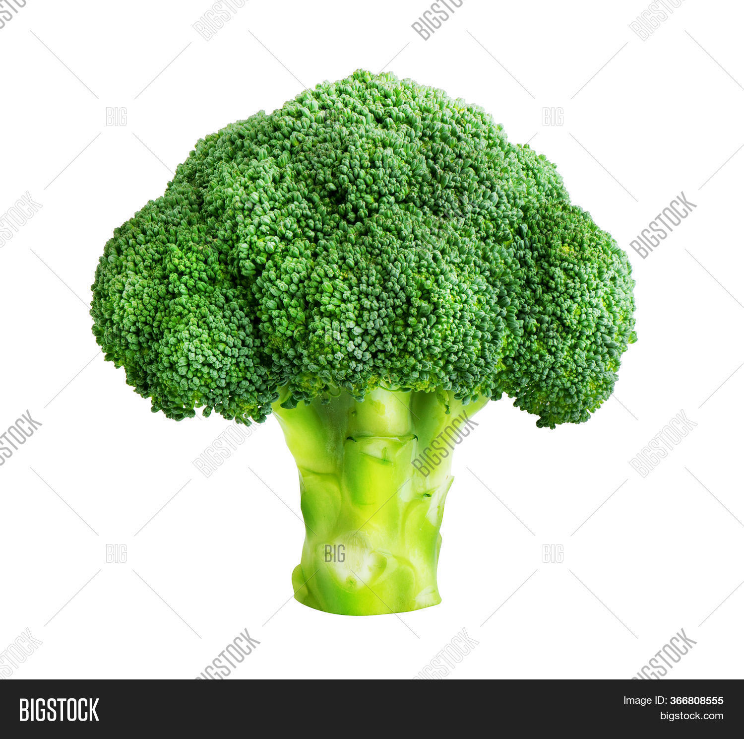Fresh Broccoli Image & Photo (Free Trial) | Bigstock