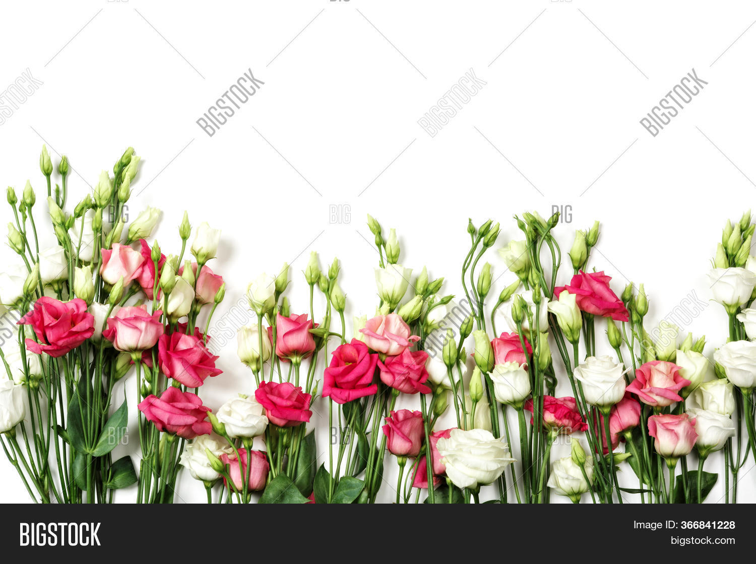 Pink Eustoma Flower, Image & Photo (Free Trial) | Bigstock