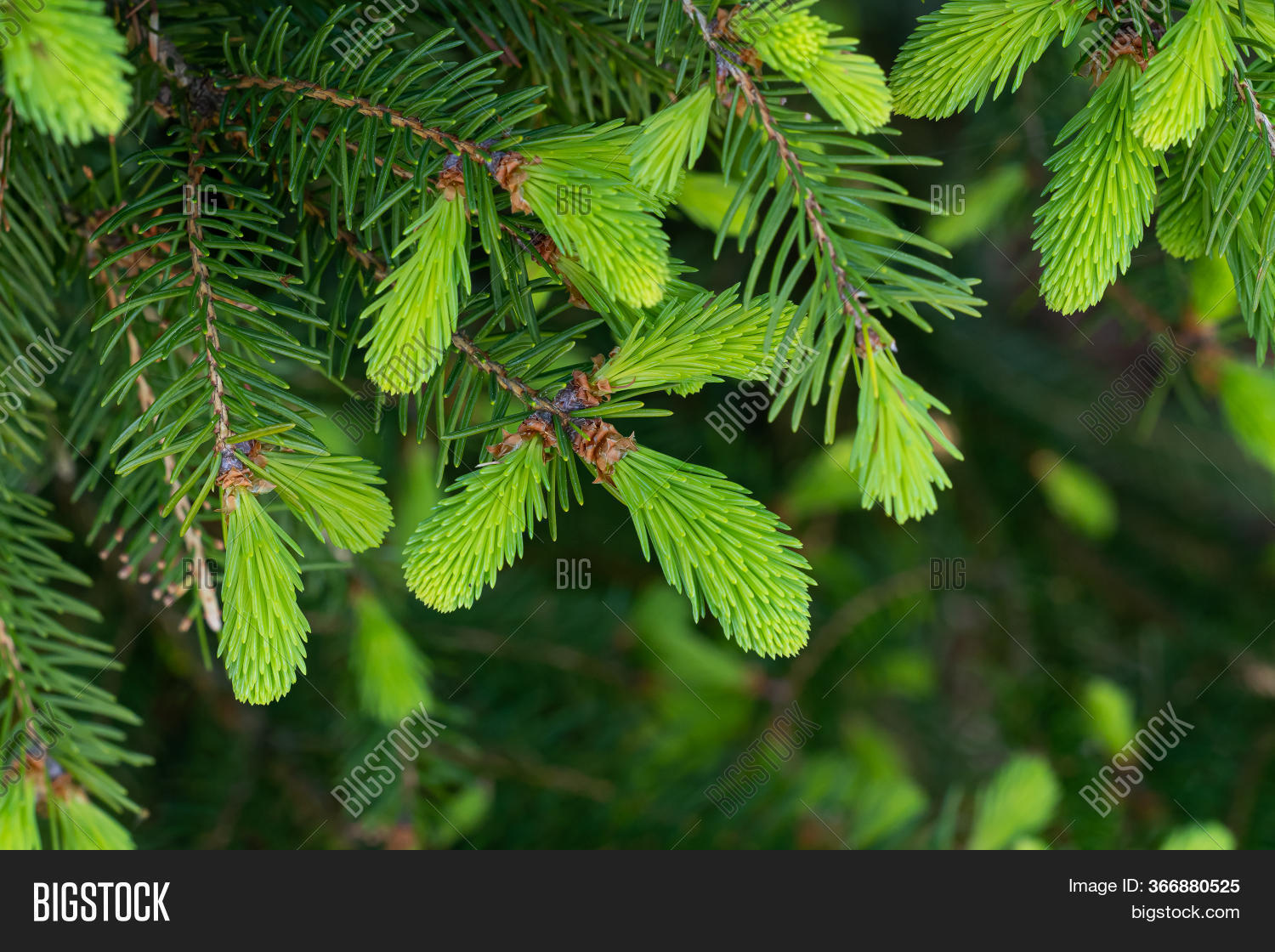 Young Shoots On Spruce Image & Photo (Free Trial) | Bigstock