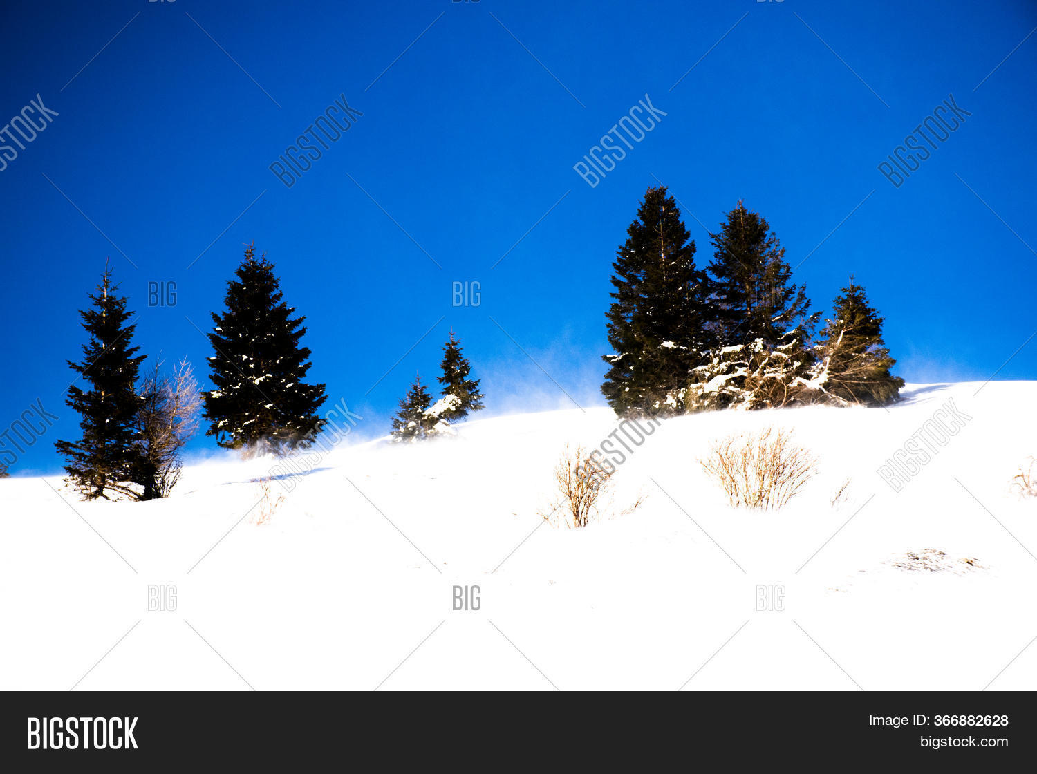 Wind Sweeps Snow Pines Image & Photo (Free Trial) | Bigstock