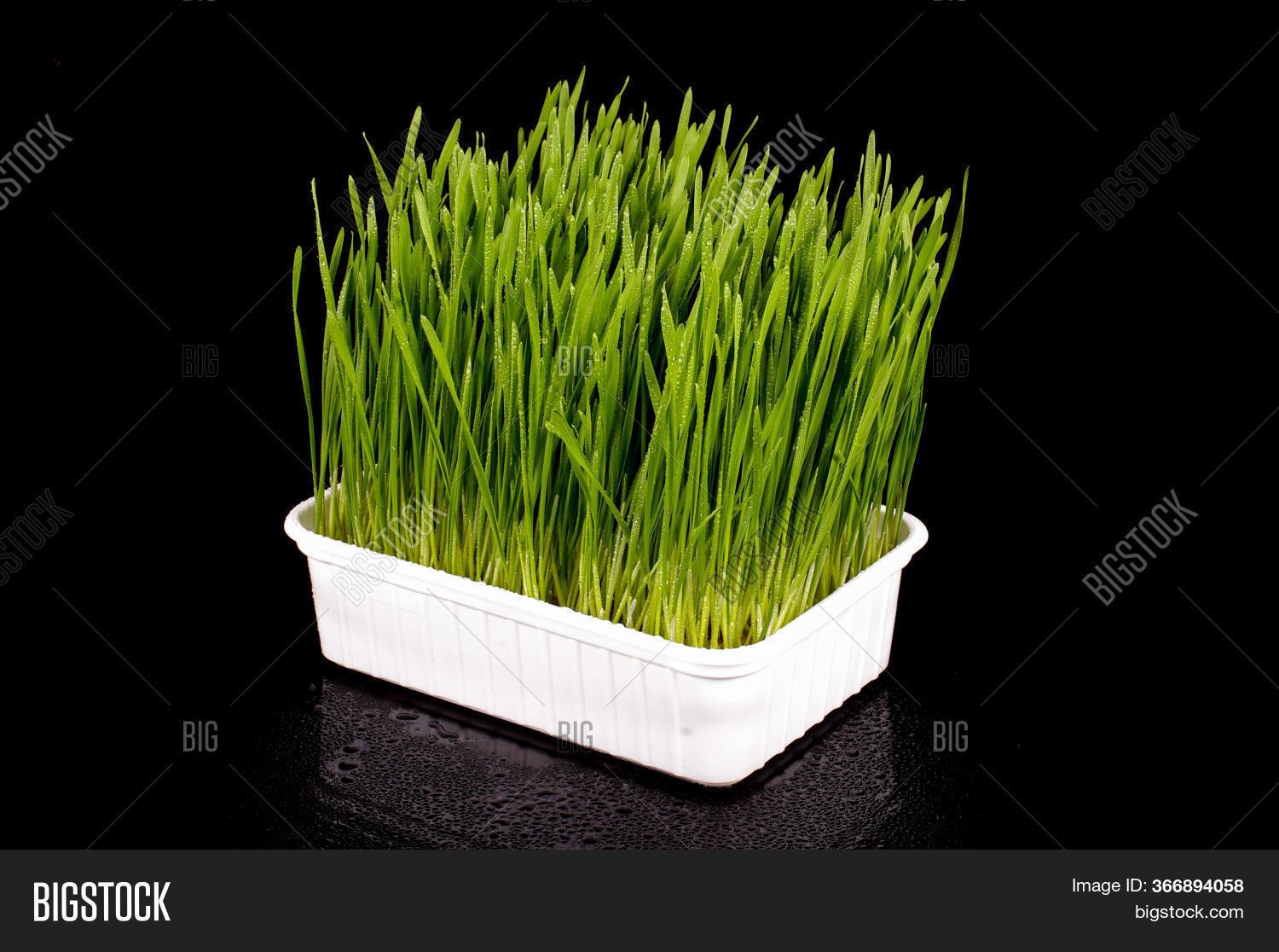 Wheatgrass Isolated On Image & Photo (Free Trial) | Bigstock