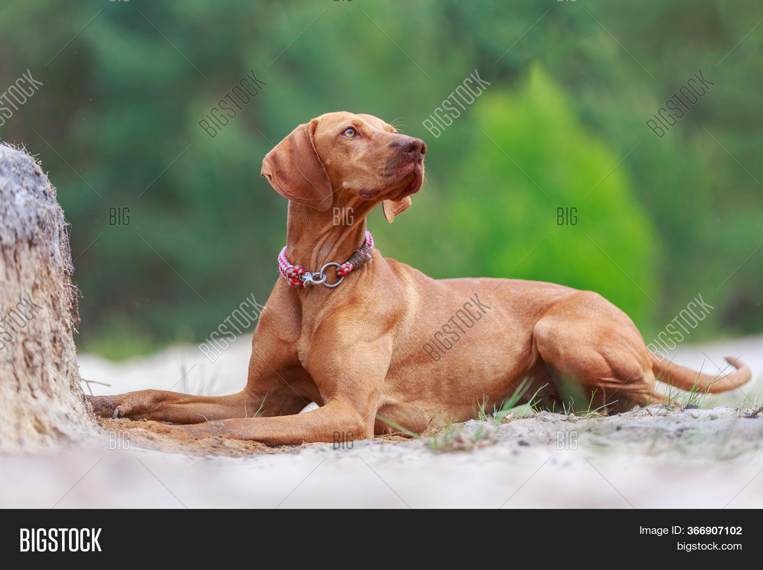 Portrait Young Magyar Image & Photo (Free Trial) | Bigstock