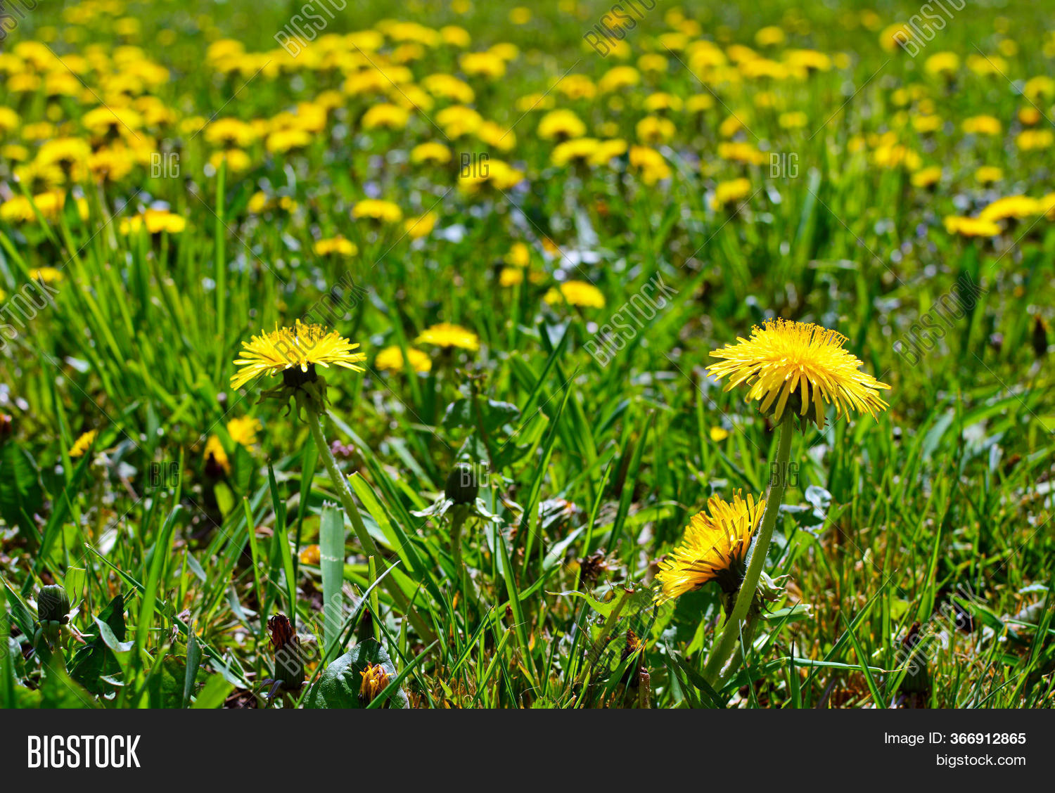 Dandelion Blooms On Image & Photo (Free Trial) | Bigstock