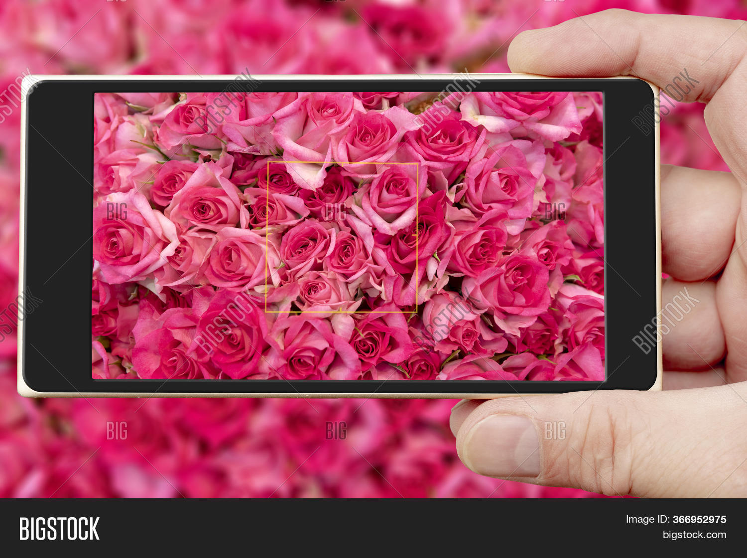 Roses On Smartphone Image & Photo (Free Trial) | Bigstock