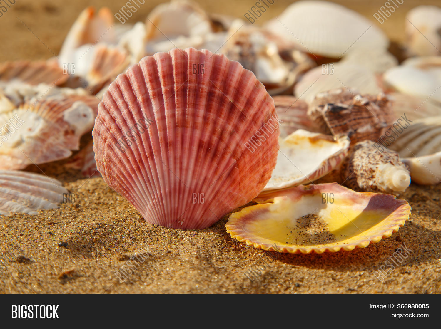 Big Red Seashell On Image & Photo (Free Trial) | Bigstock