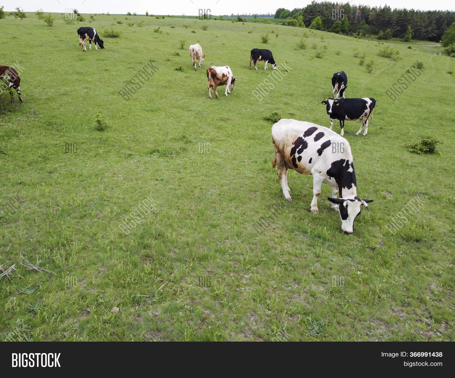 Spotted Cows Graze Image & Photo (Free Trial) | Bigstock