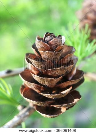 Beautiful Brown Cones Image & Photo (Free Trial) | Bigstock