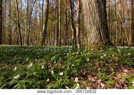 Early Spring Forest Image & Photo (Free Trial) | Bigstock