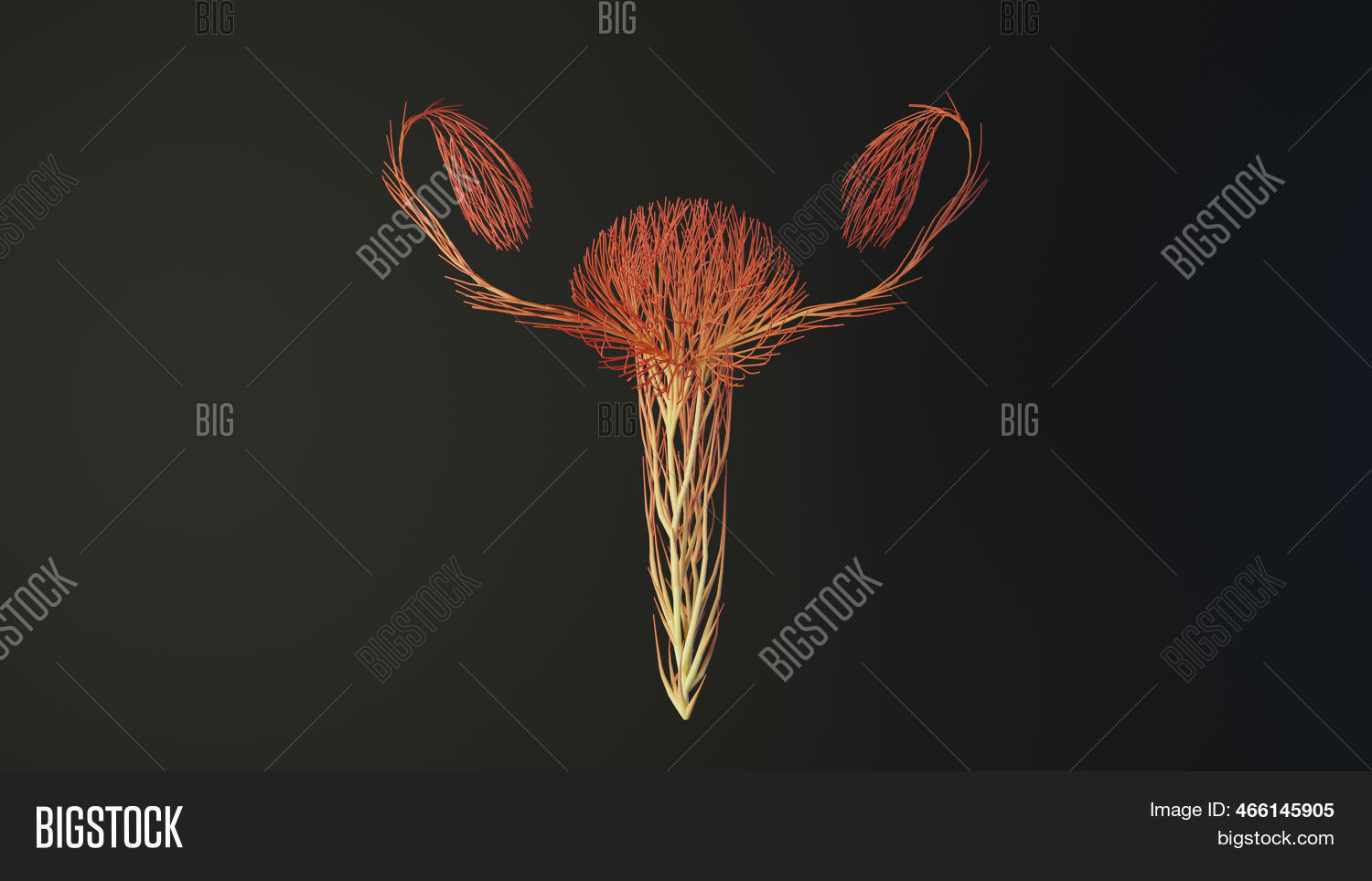 Human Uterus Made Out Image & Photo (Free Trial) | Bigstock