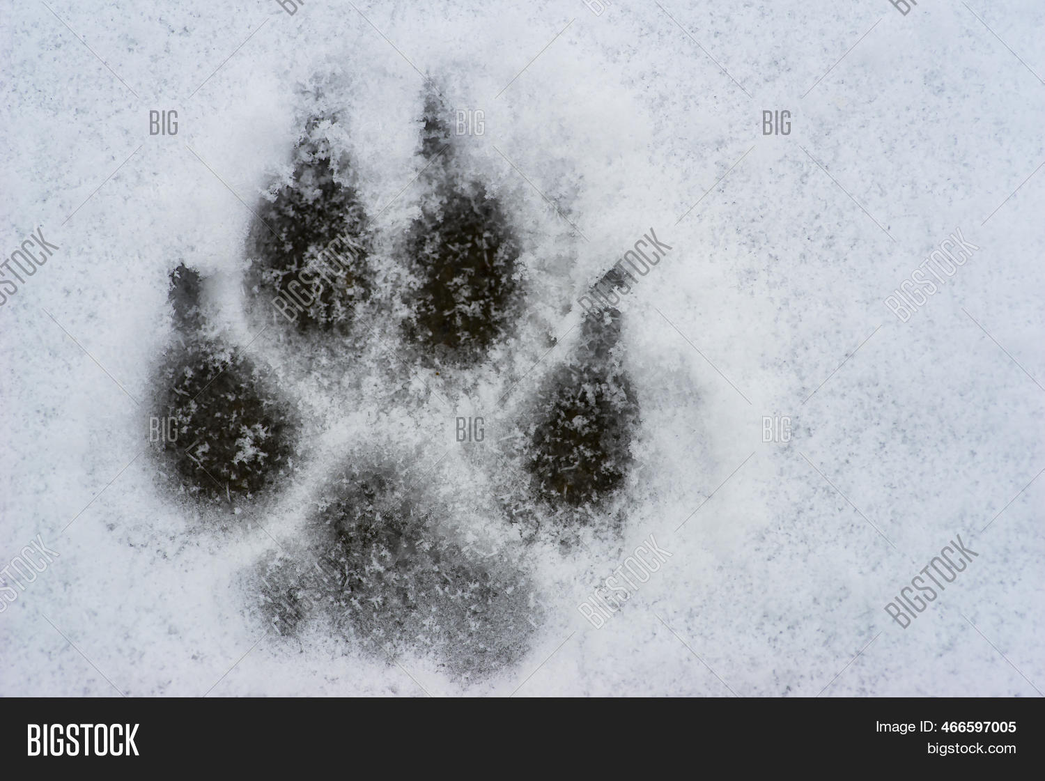 Dog S Track Imprinted Image & Photo (Free Trial) | Bigstock