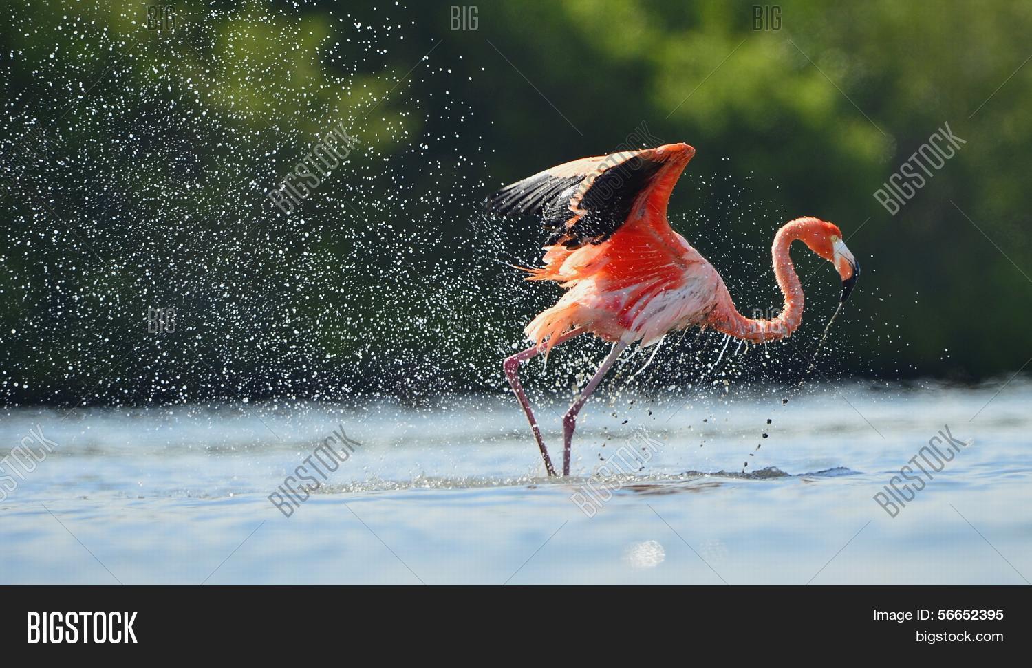 Flamingo Runs On Water Image & Photo (Free Trial) | Bigstock