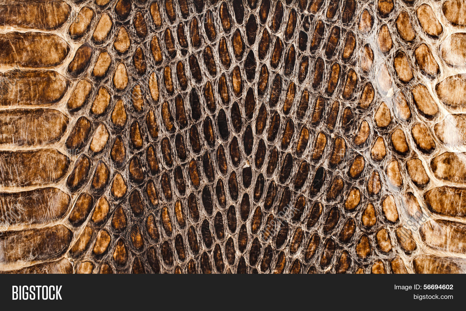 Snake Skin Texture Image & Photo (Free Trial) | Bigstock