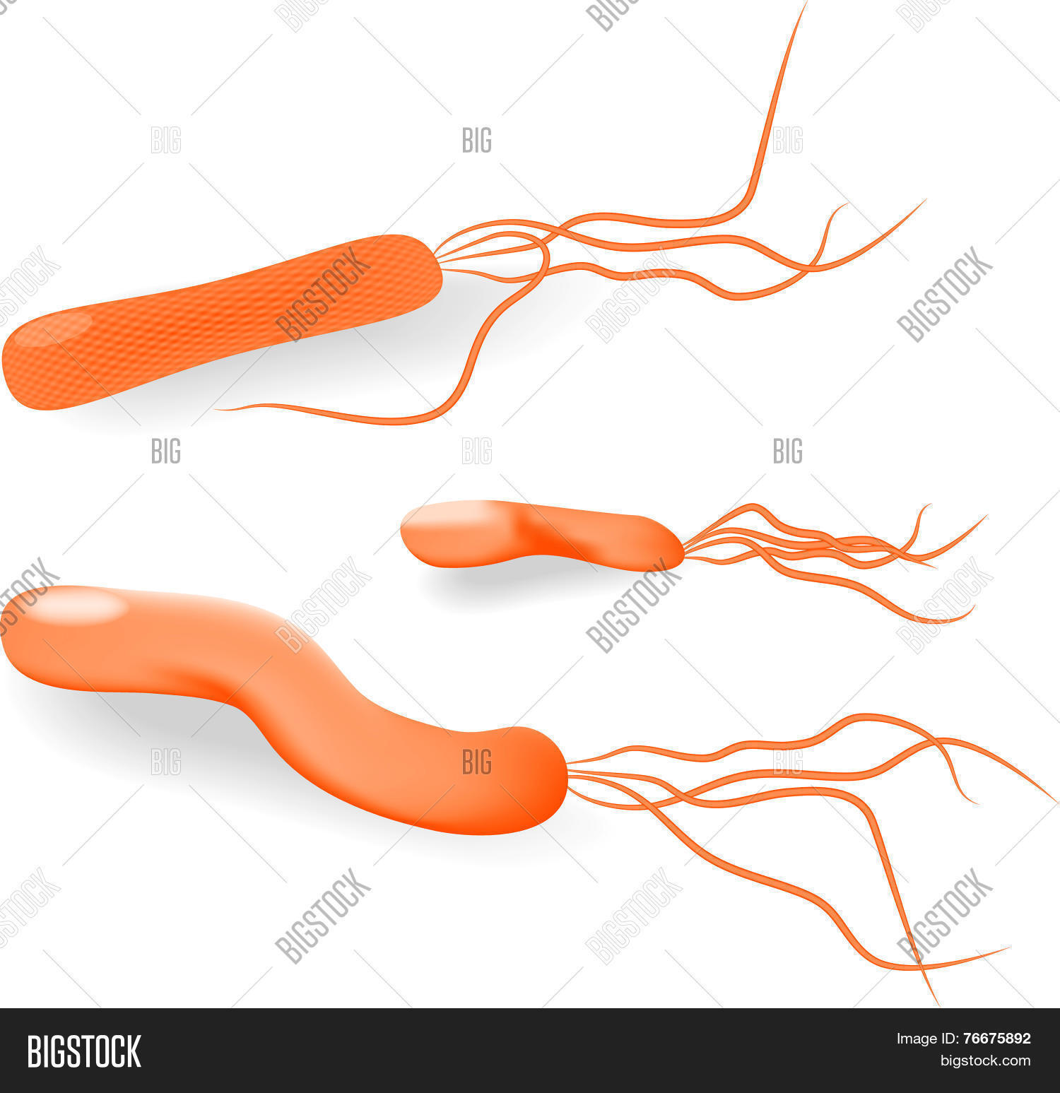 Bacteria Helicobacter Vector & Photo (Free Trial) | Bigstock