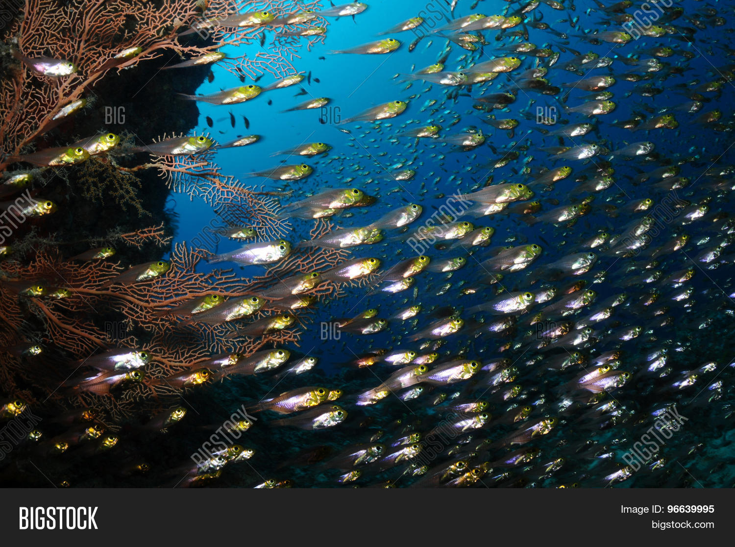 Glassfish School Image & Photo (Free Trial) | Bigstock