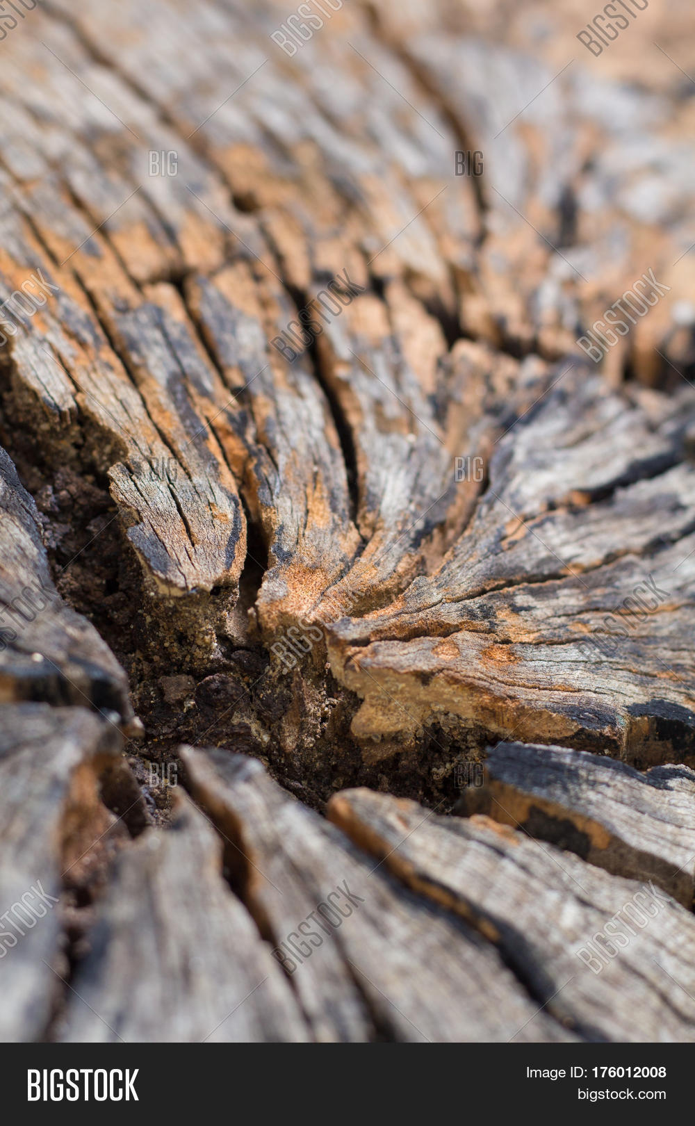Wood Crack Background Image & Photo (Free Trial) | Bigstock Wood Crack Background Image & Photo (Free Trial) | Bigstock