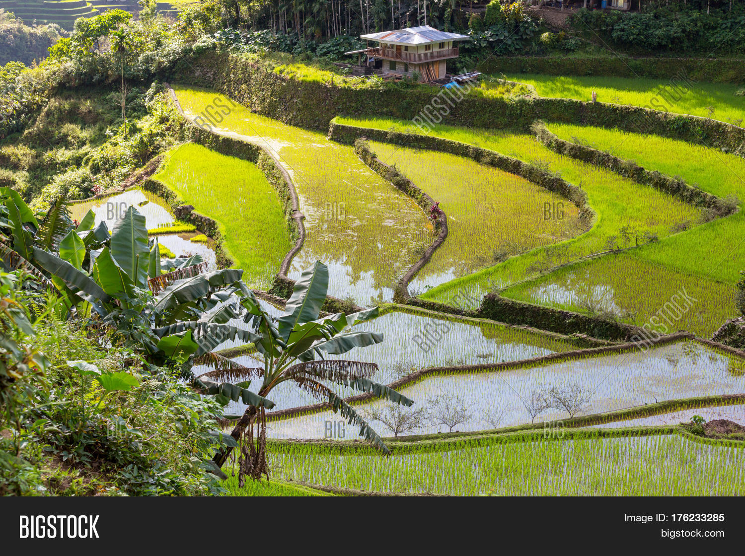 Beautiful Green Rice Image & Photo (Free Trial) | Bigstock