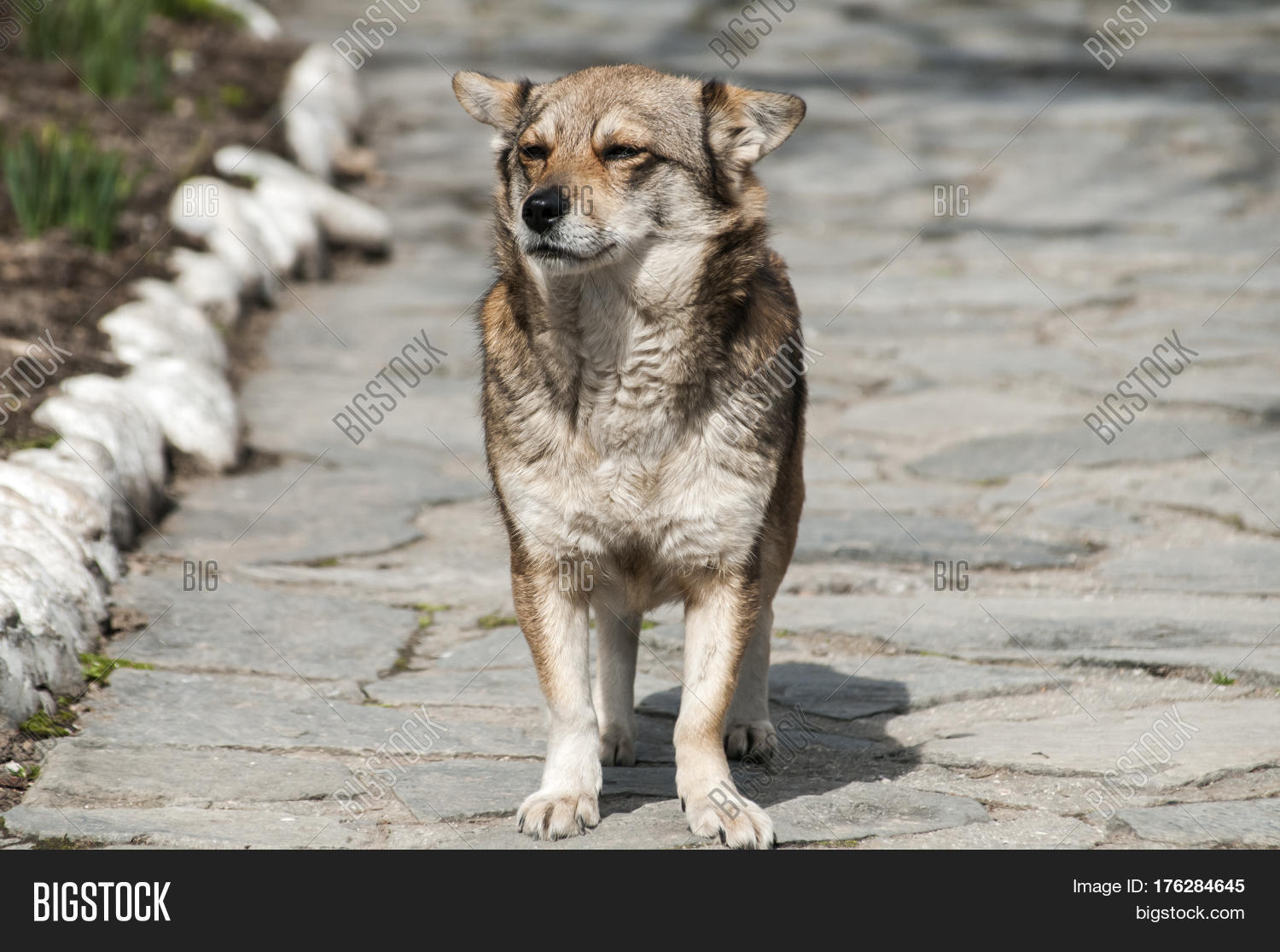 Small Mongrel Mixed Image & Photo (Free Trial) | Bigstock