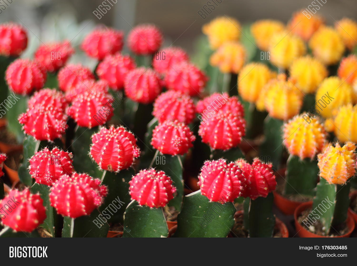 Globular Cactus Red Image & Photo (Free Trial) | Bigstock
