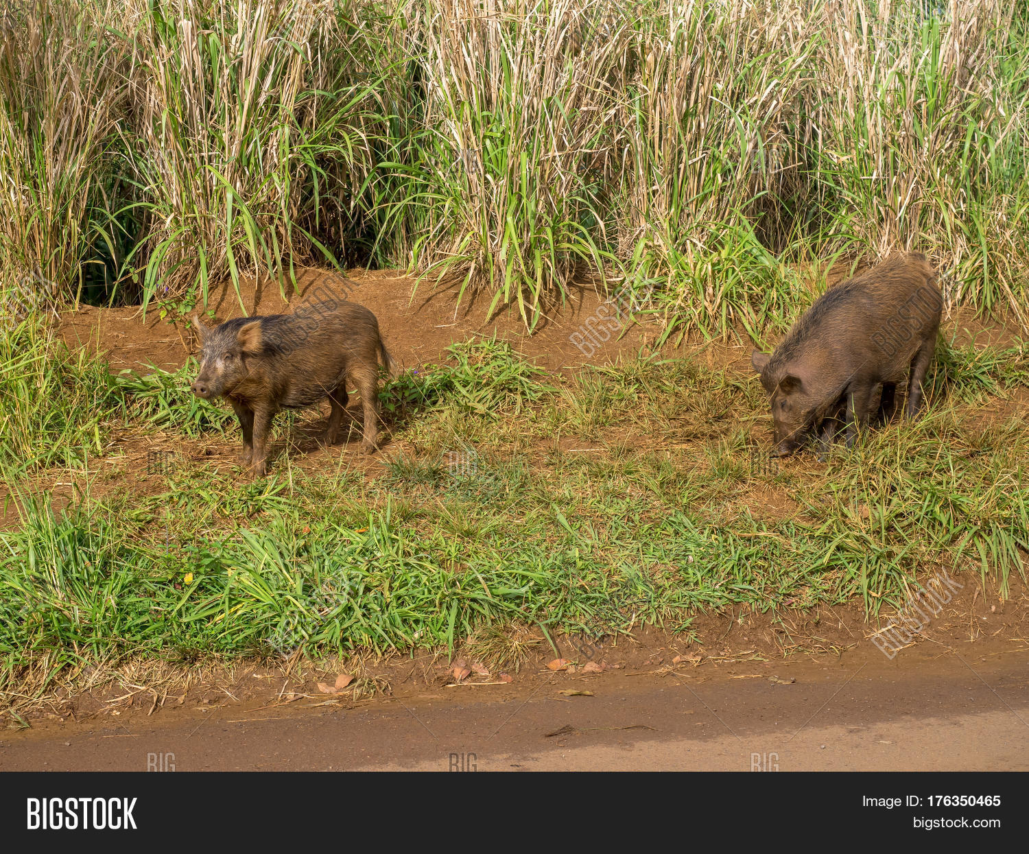Feral Pigs Uplands On Image & Photo (Free Trial) | Bigstock