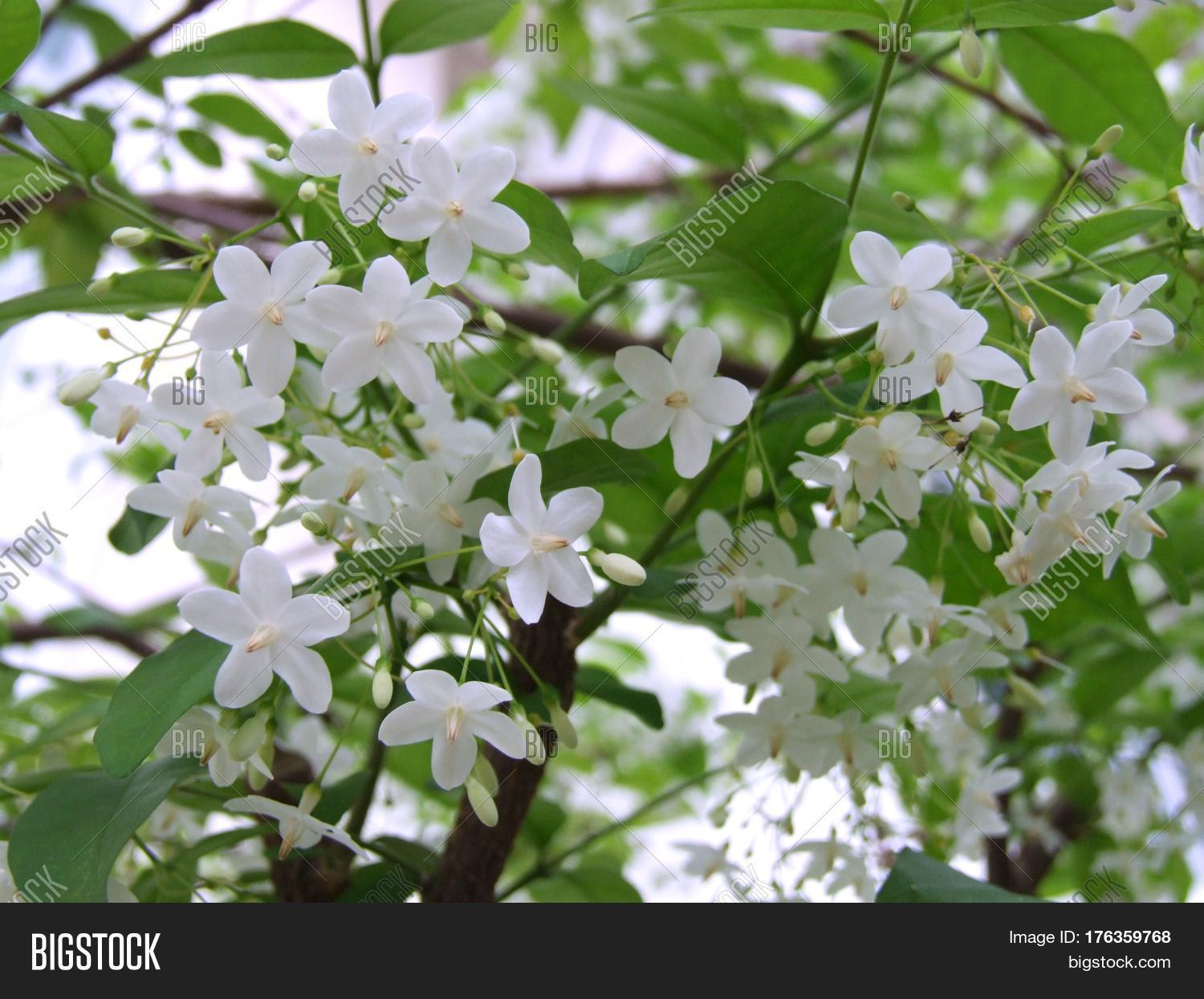 Wrightia Religiosa Image & Photo (Free Trial) | Bigstock