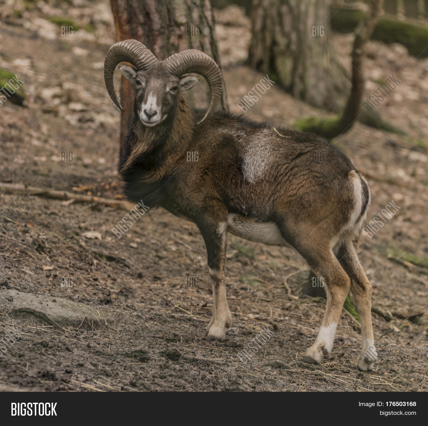 Musmon Winter Cold Image & Photo (Free Trial) | Bigstock