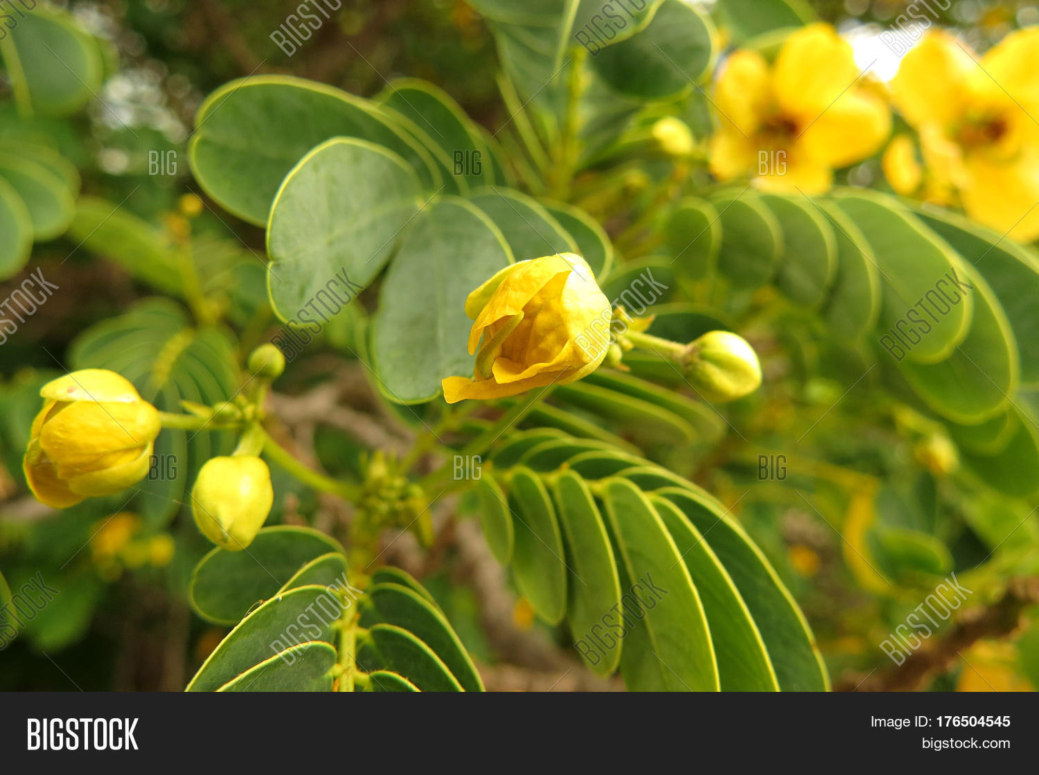 Outback Cassia Image & Photo (Free Trial) | Bigstock