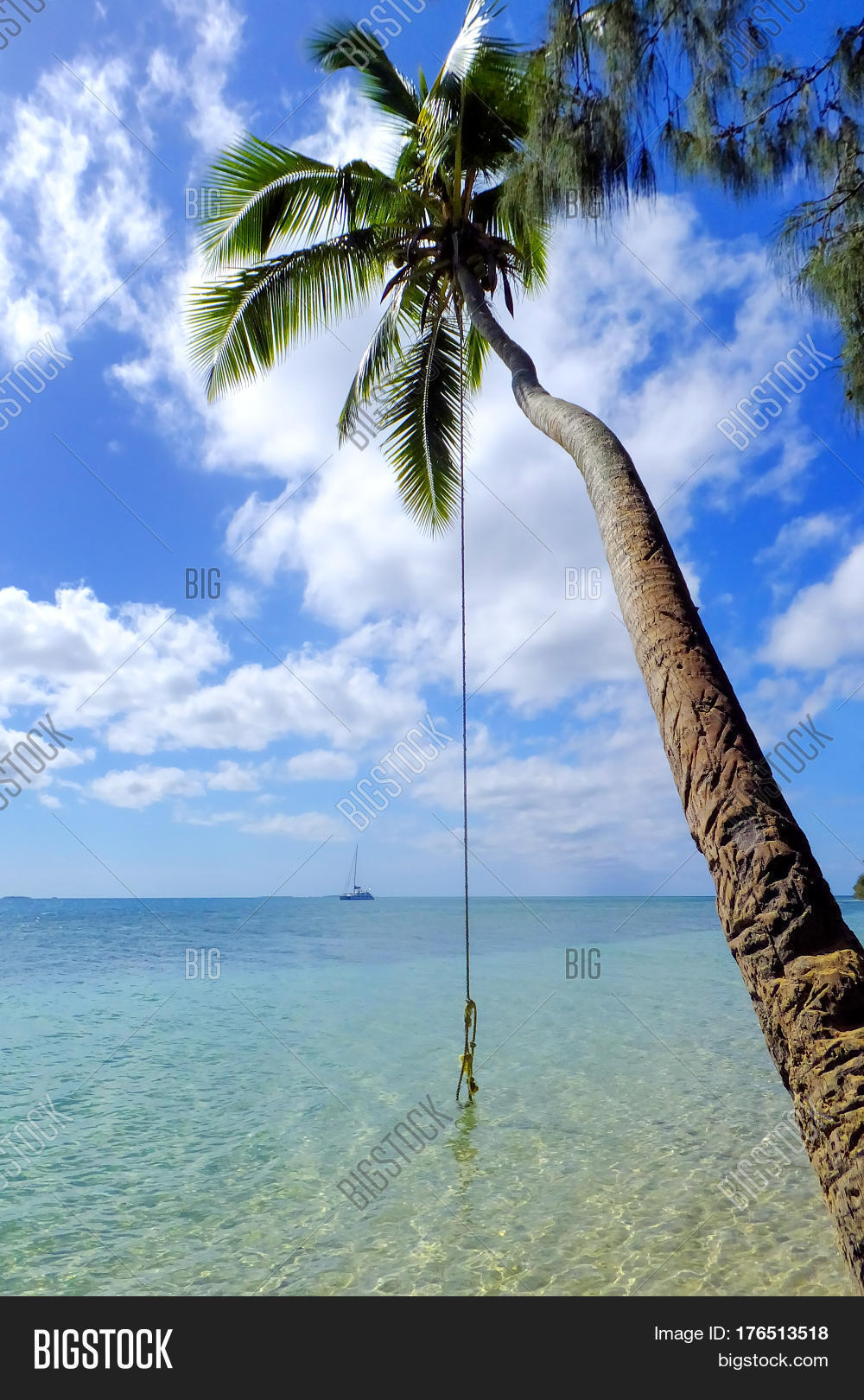 Leaning Palm Tree Rope Image & Photo (Free Trial) | Bigstock