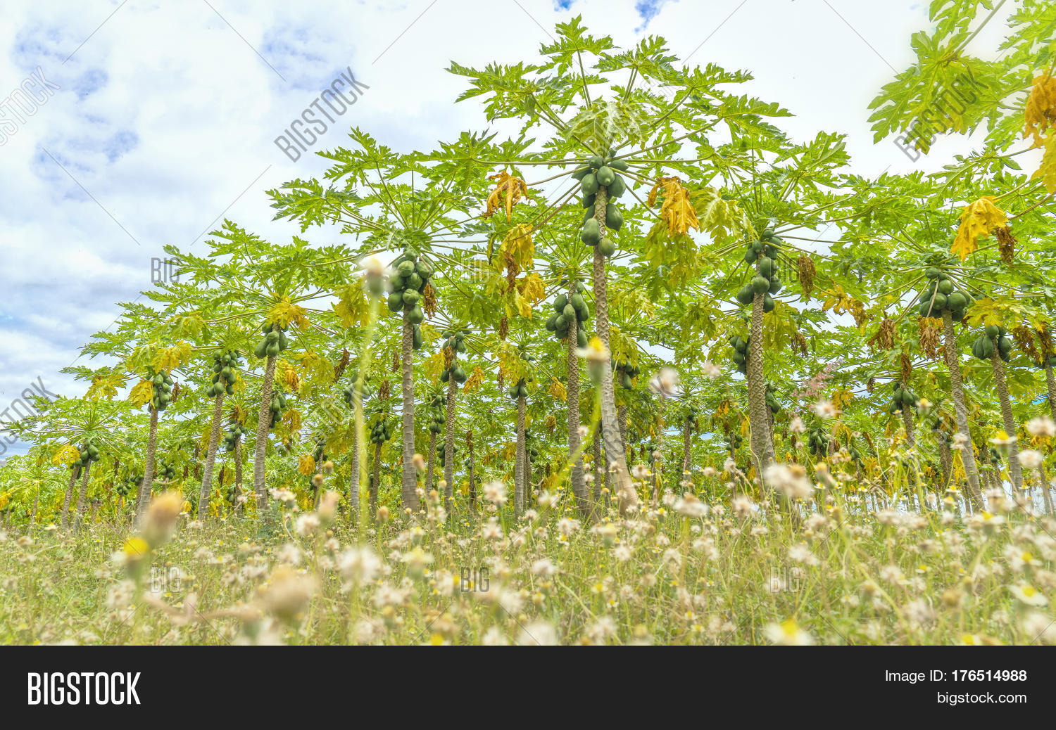 Papaya Garden Trees Image & Photo (Free Trial) | Bigstock