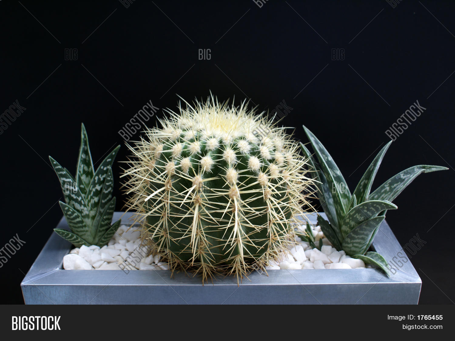 Spiky Cactus Image & Photo (Free Trial) | Bigstock
