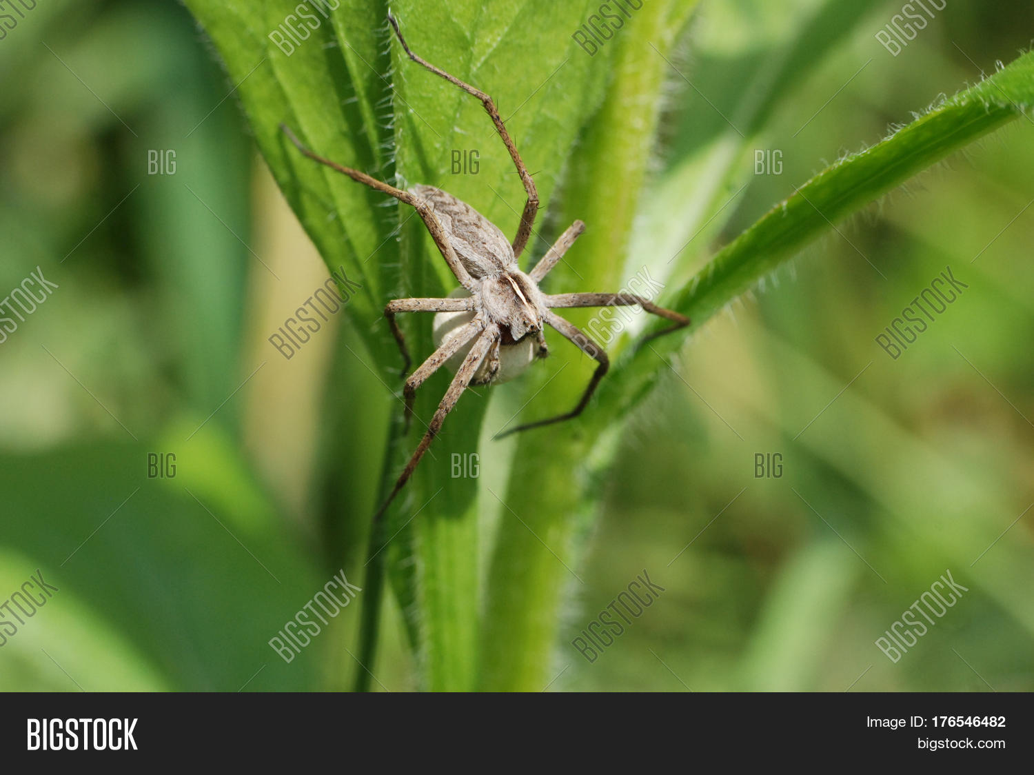 Female Wolf Spider Image & Photo (Free Trial) | Bigstock