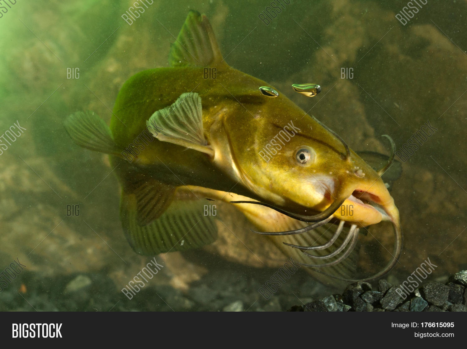 Black Bullhead Image & Photo (Free Trial) | Bigstock