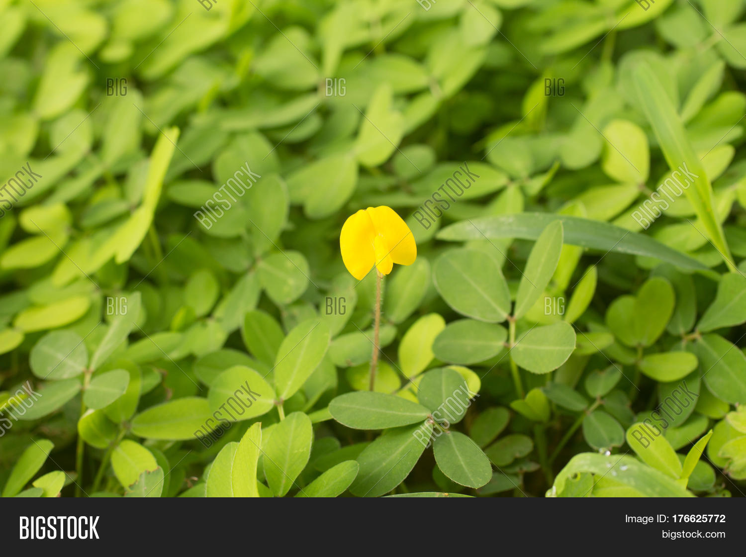 Arachis Glabrata / Image & Photo (Free Trial) | Bigstock