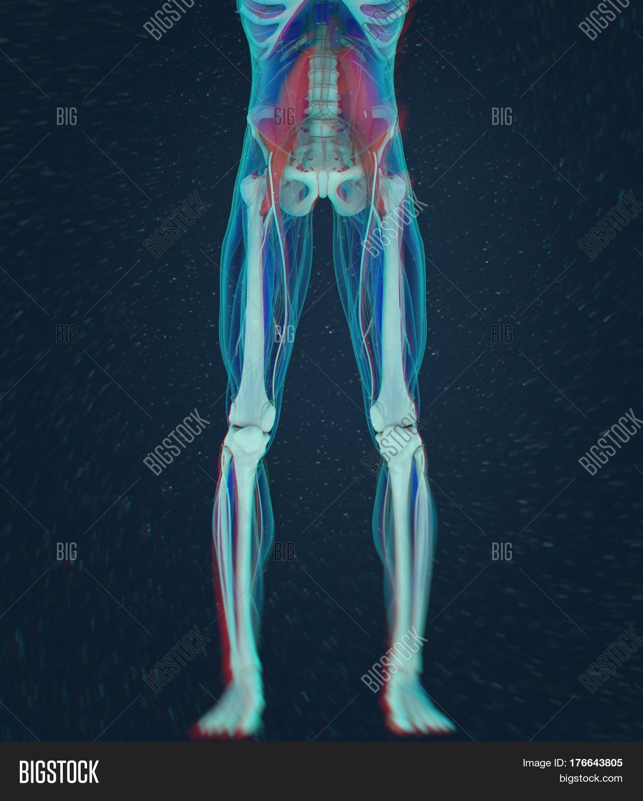 Human Anatomy, Psoas Image & Photo (Free Trial) | Bigstock