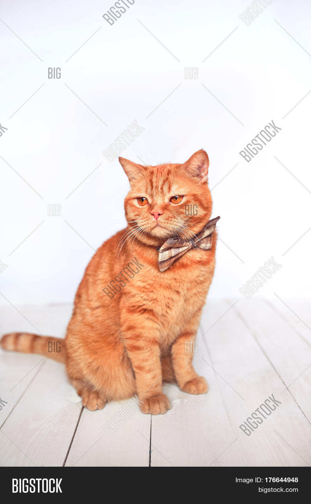 Ginger Cat Bow Tie Image & Photo (Free Trial) | Bigstock